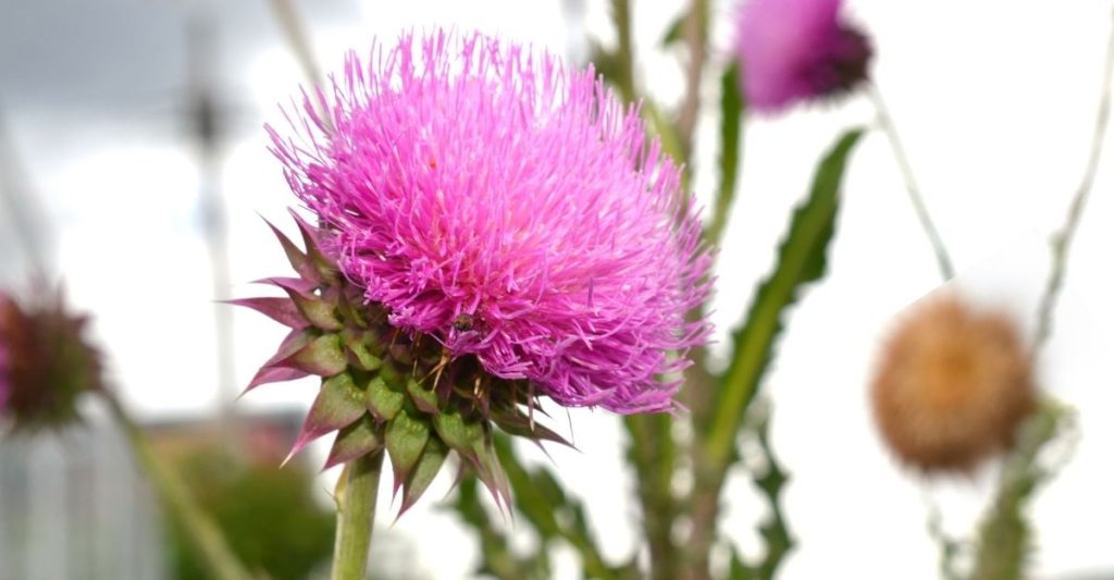 The Significance of Thistle, Scotland’s National Flower - Blog TUK